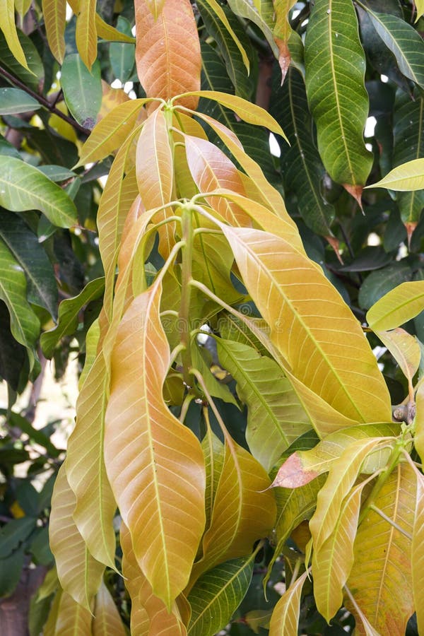 Mango leaves stock image. Image of organic, close, limb - 90021319