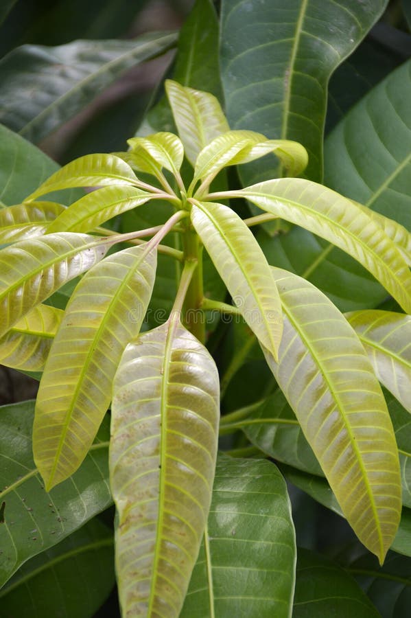 Mango leaves stock image. Image of leaves, natural, limb - 94543151
