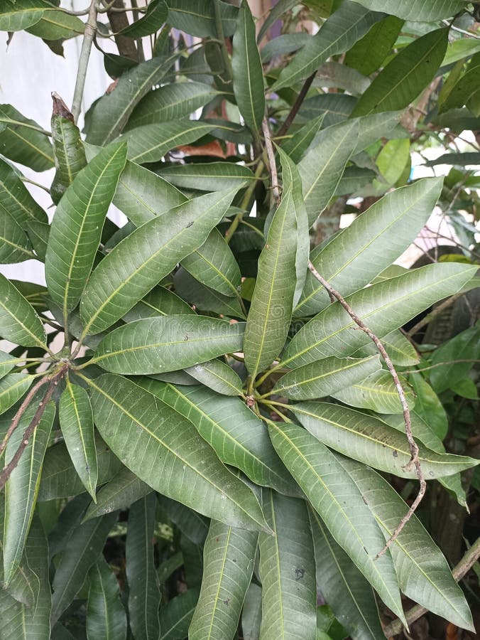 Mango Leaves that are Still Fresh and Not Wilted Stock Image - Image of ...