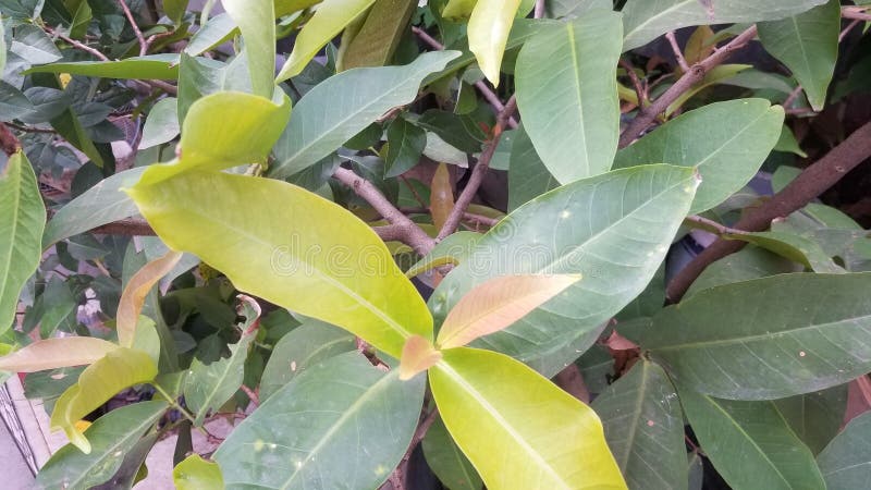 Mango Leaves that are Still Small when they Want To Grow Stock Photo ...