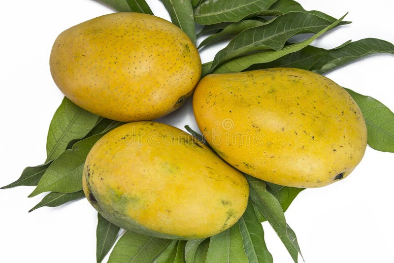 Mango with Mango Leaves from the Top Angle on White Background Stock ...