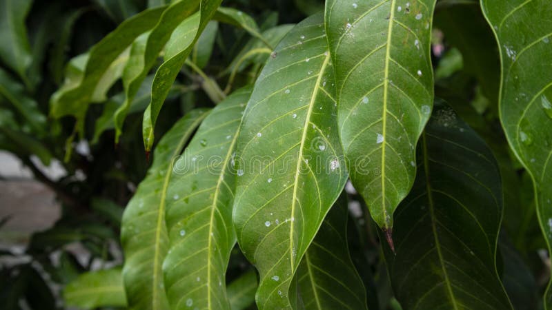 Mango Leaves with Unique Texture Signify Good Growth Stock Photo ...