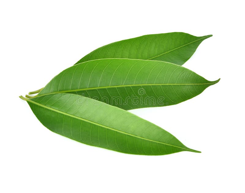 Mango Leaves on White Background Stock Image - Image of fruit, detailed ...
