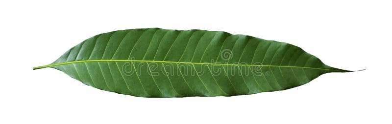 Mango Leaves on a White Background Stock Photo - Image of beauty ...