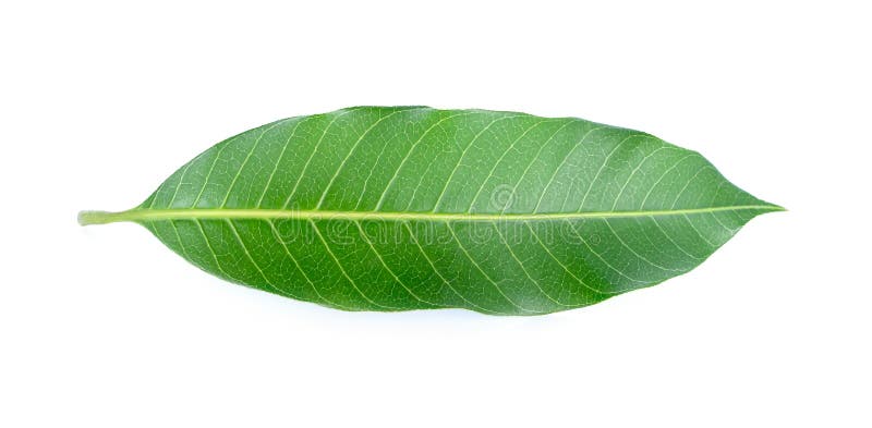 Mango Leaves on a White Background Stock Photo - Image of single, green ...