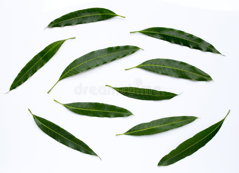 Mango Leaves on White Background Stock Image - Image of mango, garden ...