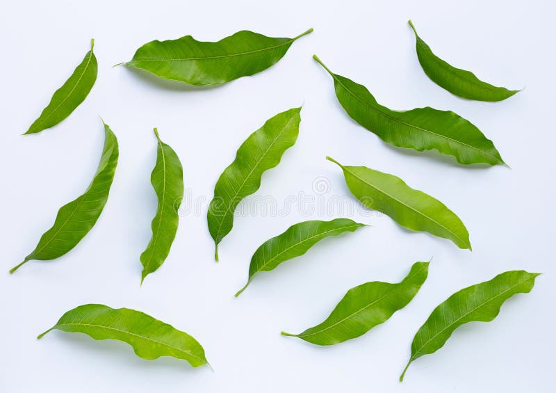 Mango Leaves on White Background Stock Photo - Image of fresh, natural ...