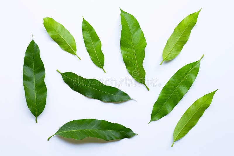 Mango Leaves on White Background Stock Photo - Image of forest ...
