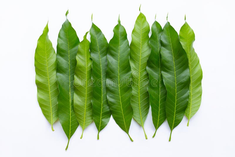 Mango Leaves on White Background Stock Image - Image of jungle, autumn ...