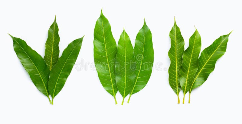 Mango Leaves on White Background Stock Photo - Image of fruit, frame ...