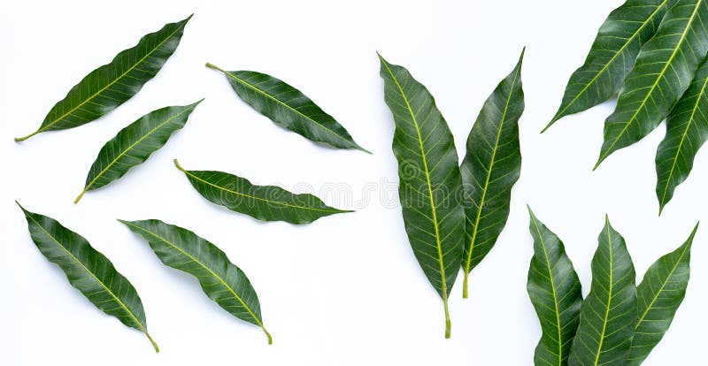 Mango Leaves on White Background Stock Image - Image of isolated, food ...