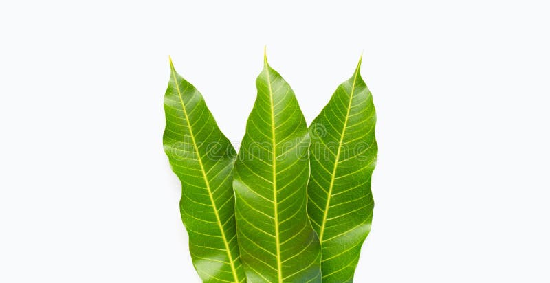 Mango Leaves on White Background Stock Photo - Image of design, details ...