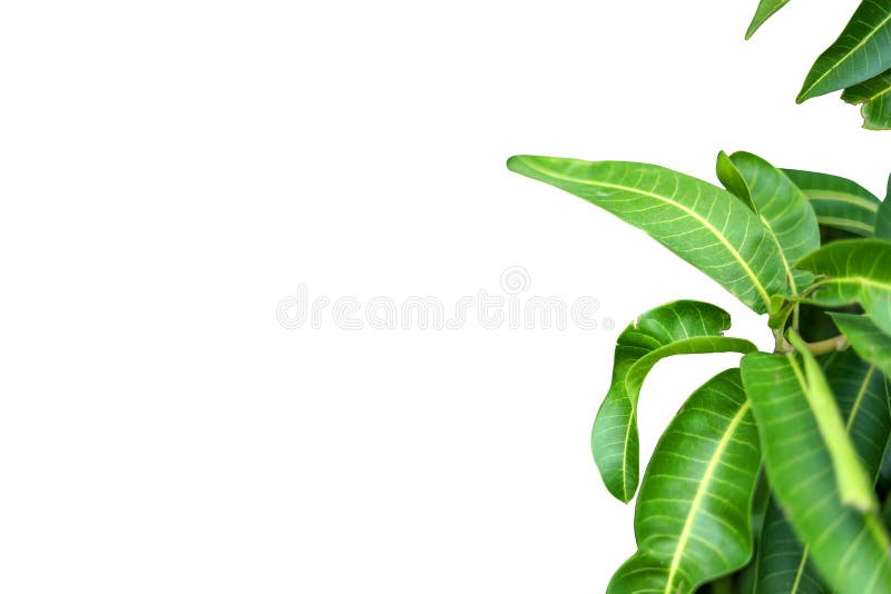 Mango Leaves on White Background Stock Image - Image of life, brown ...