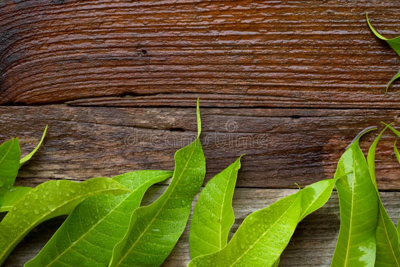 Mango Leaves on Wooden Background Stock Photo - Image of fruit, leaves ...