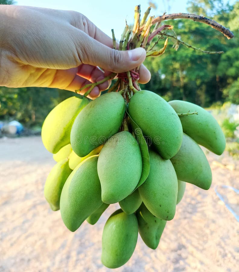 Earthy Mango1 Stock Photos - Free & Royalty-Free Stock Photos from ...