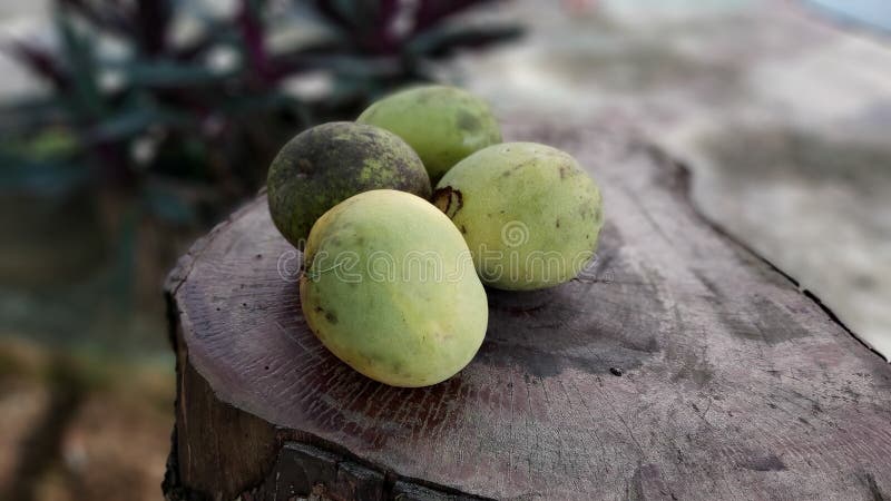 Mango is Like a Tennis Ball Stock Photo - Image of tennis, like: 264394208