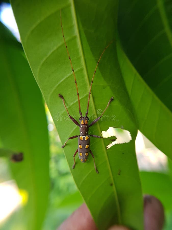 Mango Longhorn Beetle stock image. Image of closeup - 186223999