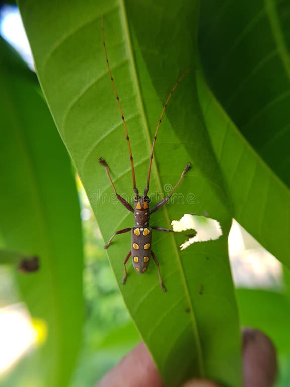 Mango Longhorn Beetle stock image. Image of closeup - 186223999