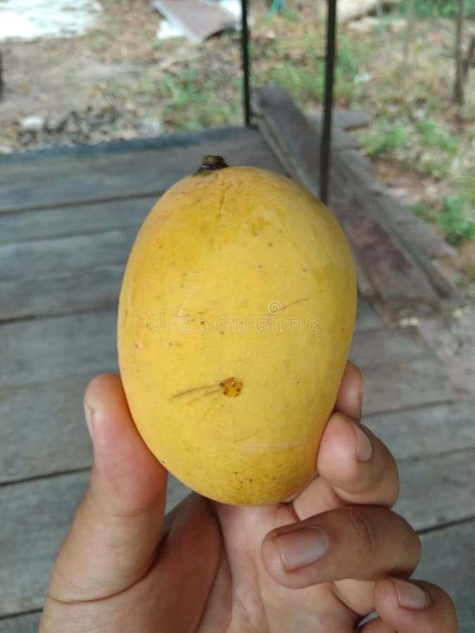 Mango stock photo. Image of good, natural, fram, mango - 144865406