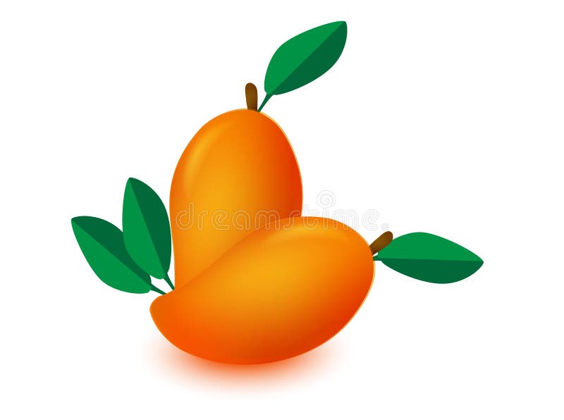 Mango , Mango Vector, Mango Stock Vector - Illustration of white ...