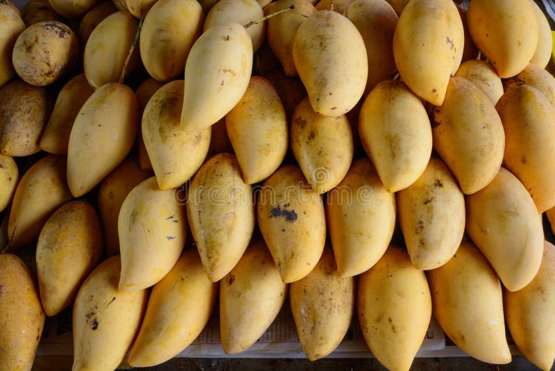 Mango stock image. Image of planting, brown, food, ivory - 40633351
