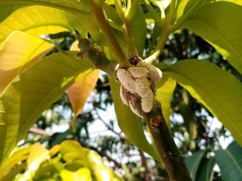 Mango mealy bugs on tree stock photo. Image of juice - 181255218