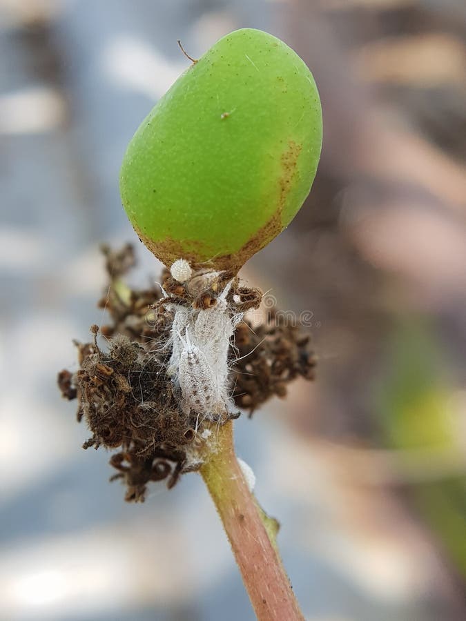 Mango mealy bugs on tree stock photo. Image of juice - 181255218