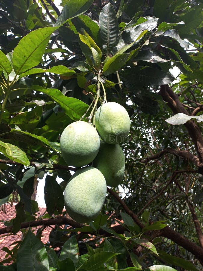 Mango or Mempelam is the Name of a Type of Fruit, As Well As the Name ...