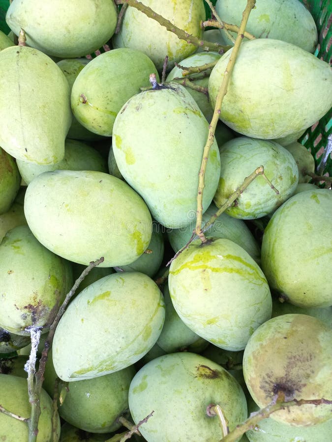 Mango or Mempelam is the Name of a Type of Fruit, As Well As the Name ...