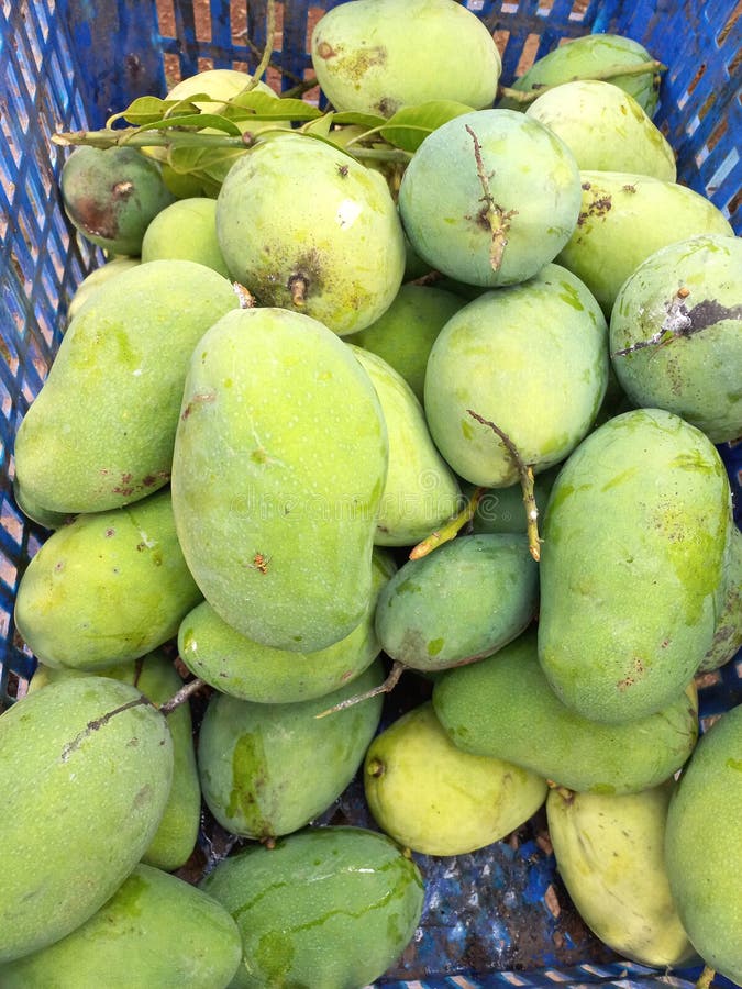 Mango or Mempelam is the Name of a Type of Fruit, As Well As the Name ...