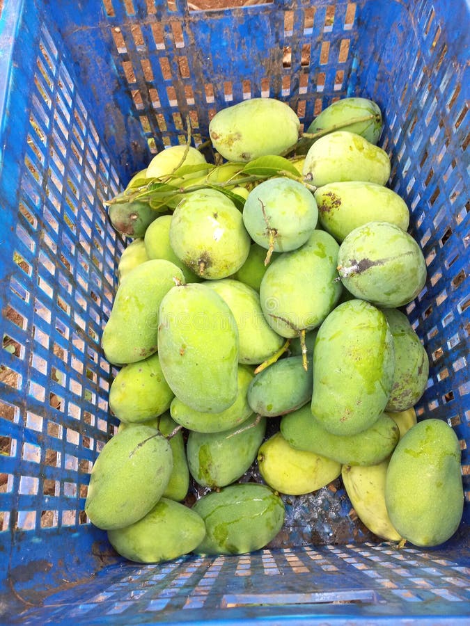 Mango or Mempelam is the Name of a Type of Fruit, As Well As the Name ...