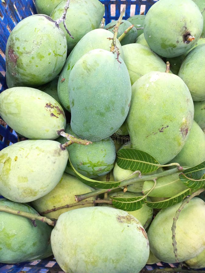 Mango or Mempelam is the Name of a Type of Fruit, As Well As the Name ...
