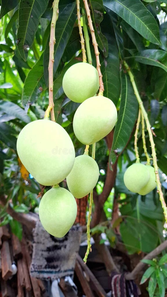 Mango, mempelam , or pauh are the Names of a Type of fruit, As is the ...