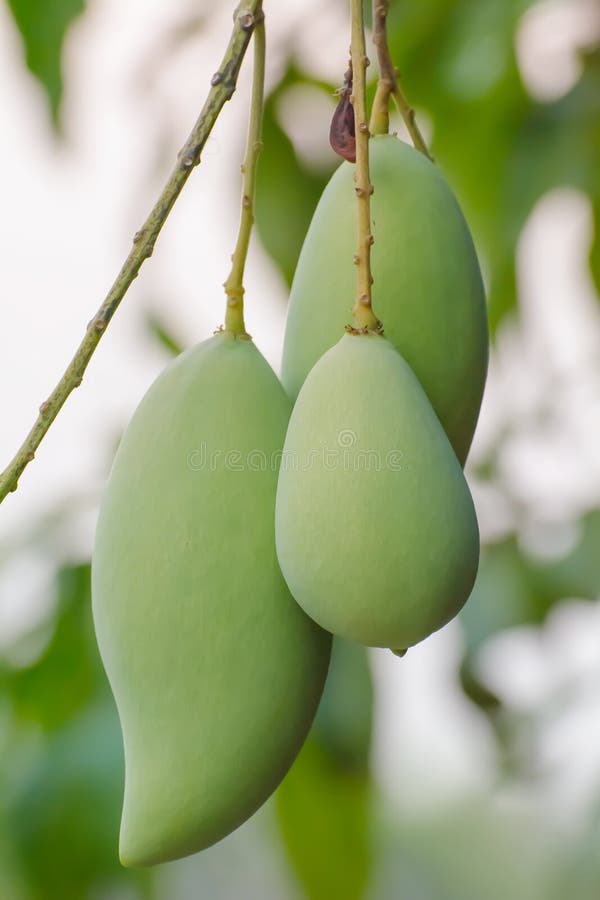 Mangowy drzewo w Floryda zdjęcie stock. Obraz złożonej z udniowy ...