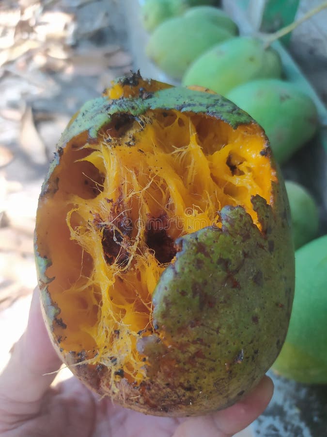 Mango Nanas Indonesia stock image. Image of nana, mango - 336515133