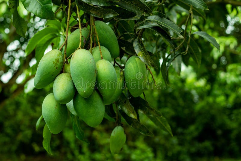 Mango is Native Fruit in India and Southeast Asia Stock Image - Image ...