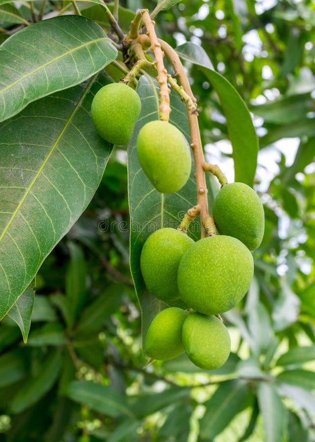 Mango op boom stock foto. Image of bedrijf, menselijk - 35635776