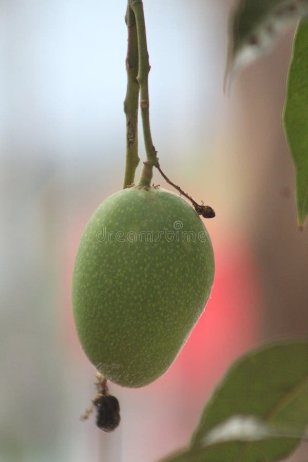 Mango stock photo. Image of mangojust, mango, king, fruits - 117063252