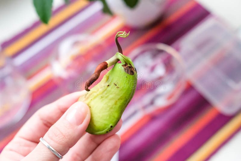 Sprouting Mango Pits