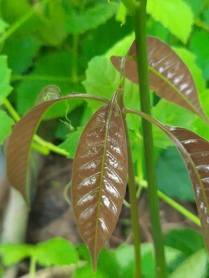 Mango palnt leaf stock image. Image of green, invertebrate - 332390959