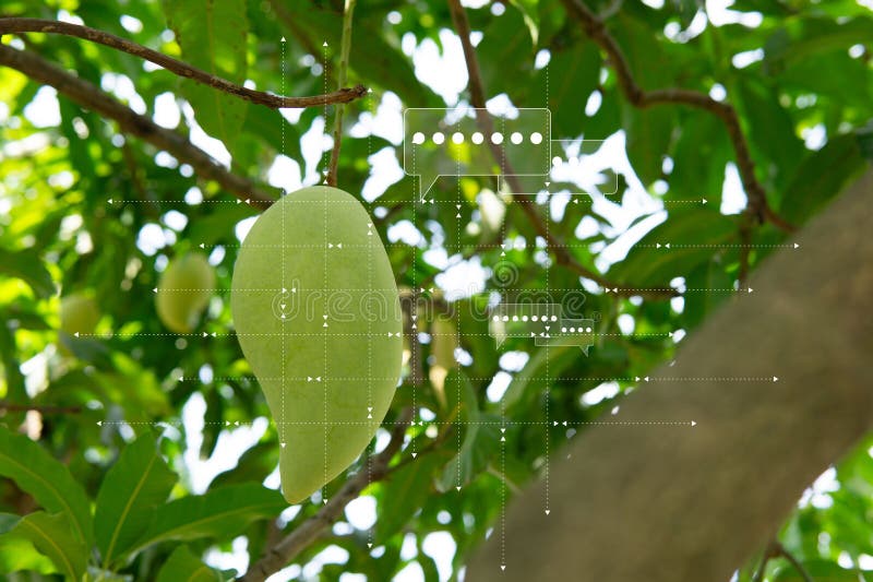A Mango with Perfect Fruit, with PR Icons Stock Image - Image of juicy ...