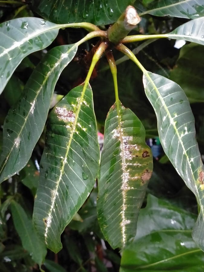 Mango pests aphids stock photo. Image of mango, leaves - 264259372