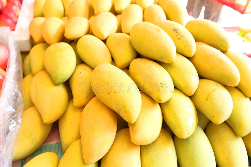 Mango pile stock photo. Image of mangoes, agriculture - 73447336