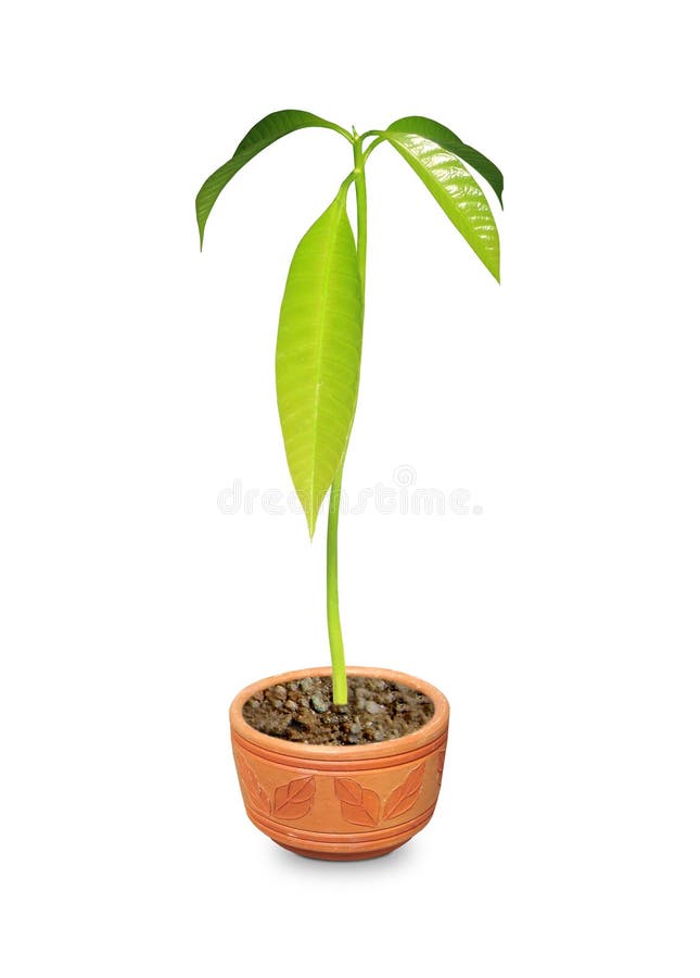 Mango Plant stock image. Image of tree, grass, seedling - 11958481