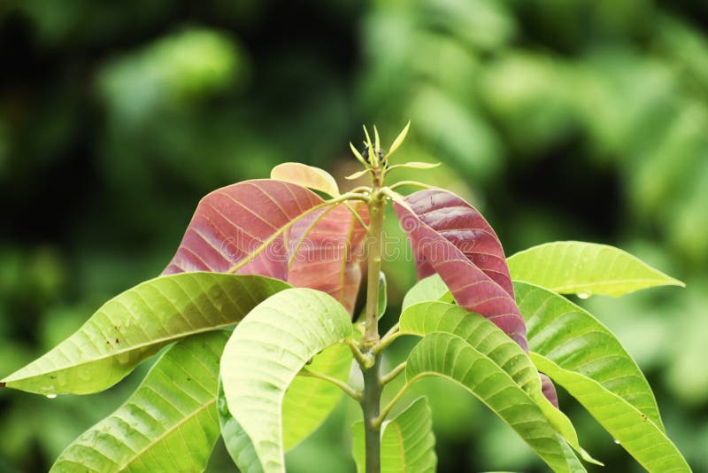 A mango plant stock photo. Image of flower, shrub, food - 252204962