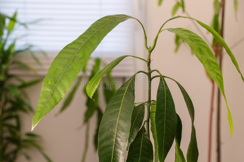 Mango Plant in the Interior of the Room. Green Leaves Stock Photo ...