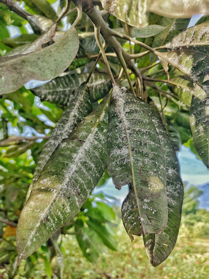 Mango Plant Leaves that are Being Attacked by Leaf Pests Stock Image ...