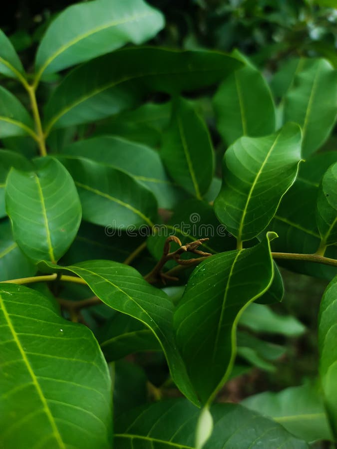 315 Little Mango Tree Stock Photos - Free & Royalty-Free Stock Photos ...