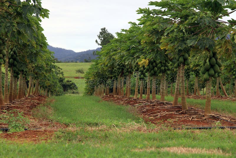 Mango plantation stock photo. Image of fruits, tropic - 15627272