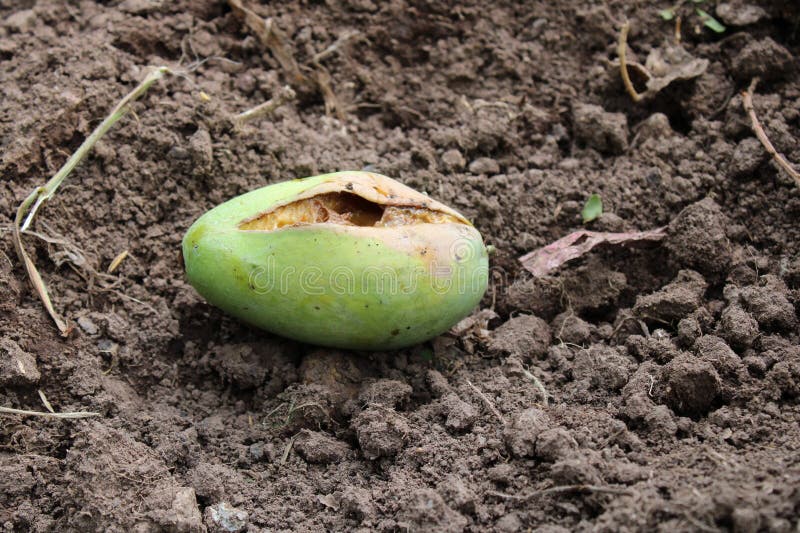 Mango podrido imagen de archivo. Imagen de fruta, amarillo - 278482175